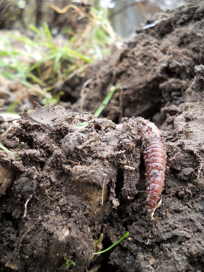 Verme da terra fotografia stock. Immagine di vivere, telaio - 30729986