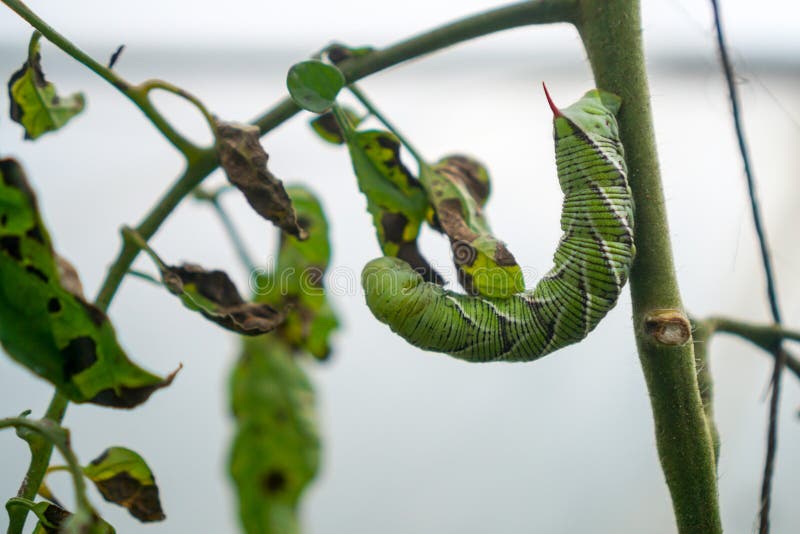 Vite Senza Fine Del Corno Di Tomatoe Che Appende Sulla Pianta Di ...