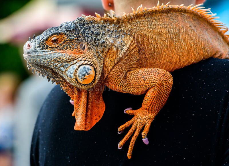 Iguana vermelha imagem de stock. Imagem de iguana, ptil - 135794723