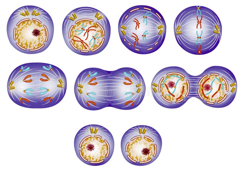 Mitose. celdeling vector illustratie. Illustration of genetisch - 212940379