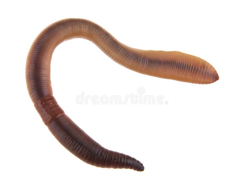 Vermes isolados em branco imagem de stock. Imagem de jardim - 204905531