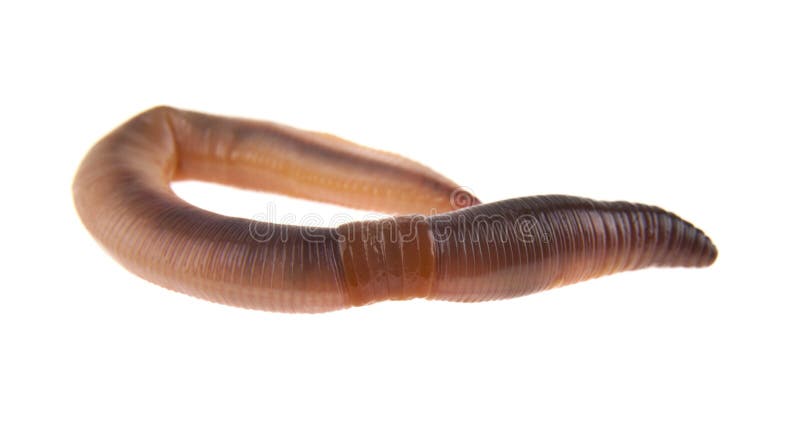 Vermes isolados em branco imagem de stock. Imagem de vida - 204989645