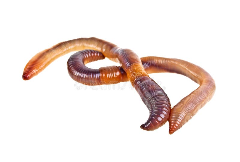 Vermes Terrestres Isolados Sobre Fundo Branco Imagem de Stock - Imagem ...