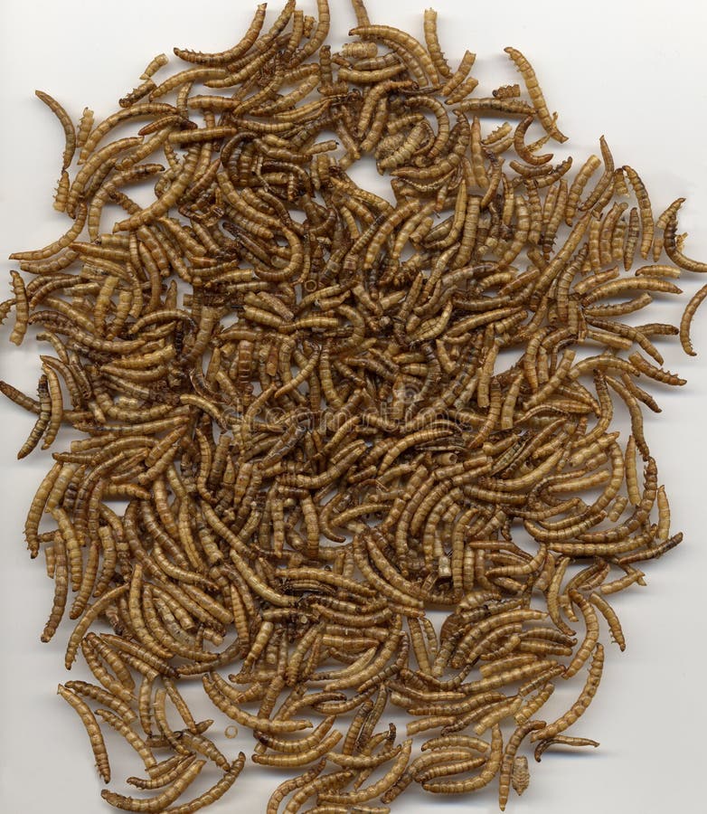 immagini di riserva di Vermi Di Pesca - la sovranità di download 179 ...