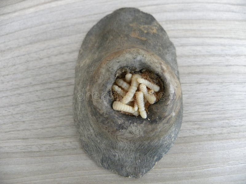 Vermi Di Vecchia Corteccia Di Legno Immagine Stock - Immagine di ...