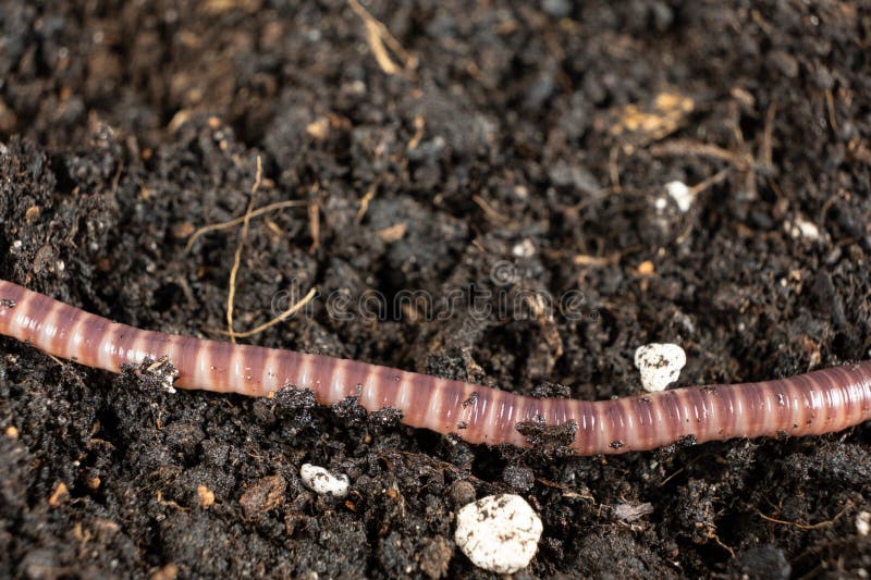 Vermicomposting Worm Pattern Red and Pink Stripes Stock Photo - Image ...