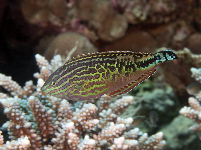 Vermiculate wrasse stock photo. Image of tropical, coral - 31179980