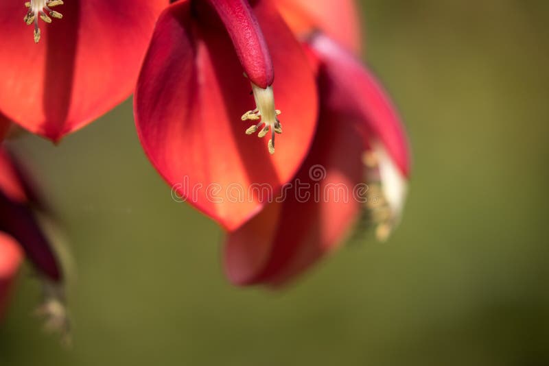 Vermilion Flowers of Cockspur Coral Tree Stock Photo - Image of leaf ...