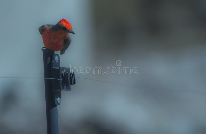 Vermilion flycatcher stock image. Image of mexico, flycatcher - 85199297