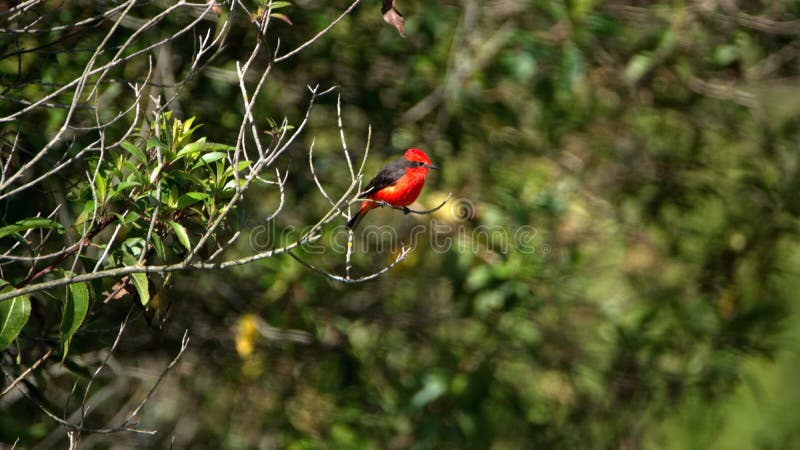 Vermilion Flycatcher in a Tree Stock Image - Image of america ...
