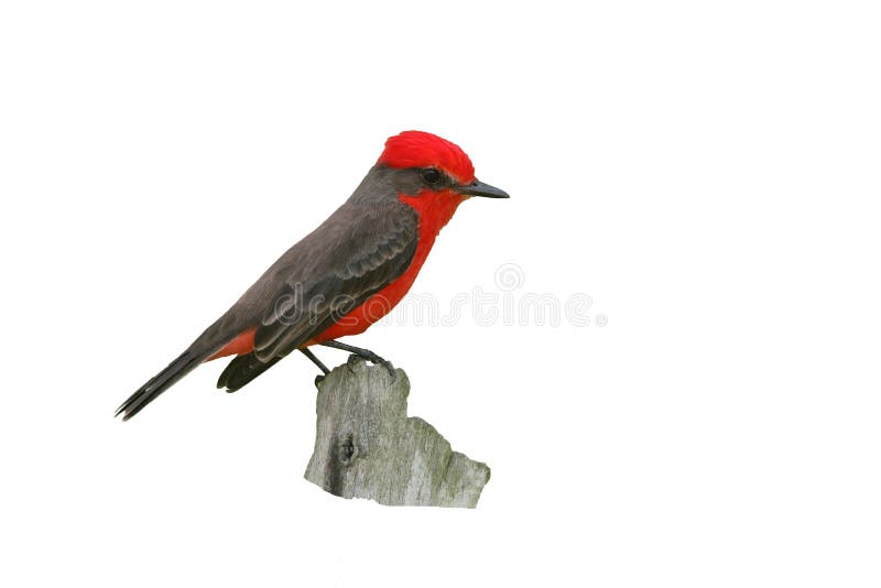Vermilion Flycatcher, Pyrocephalus Rubinus Stock Image - Image of ...