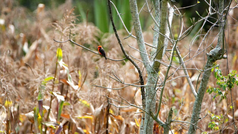 Vermilion Flycatcher in a Tree Stock Photo - Image of cotacachi, tree ...