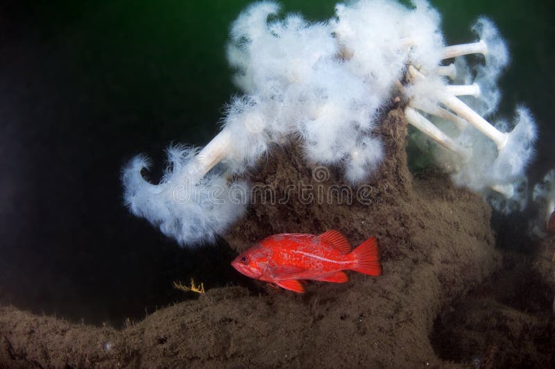 Tiger Rock Fish stock image. Image of underwater, ocean - 9145003