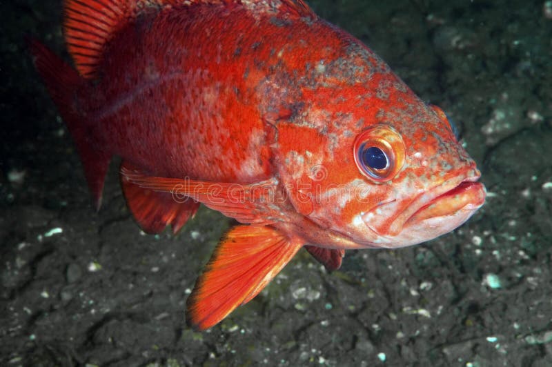 Rosy Rock Fish stock photo. Image of fish, nature, animal - 10886654