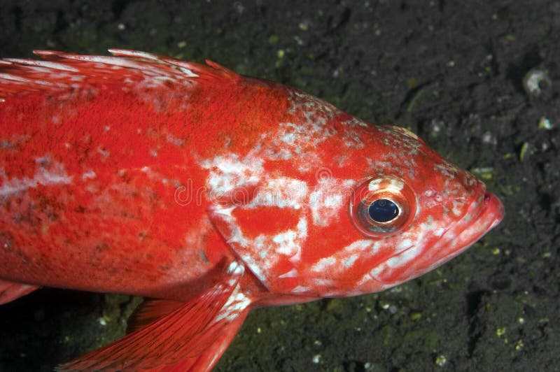 Vermillion Rock Fish stock image. Image of cold, fauna - 20996357