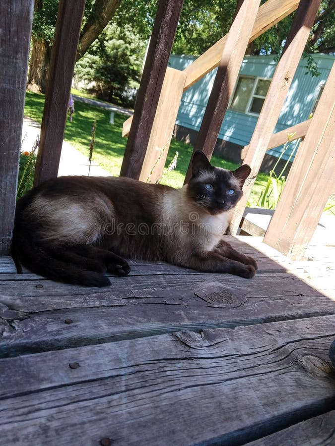 Sassy in Color stock photo. Image of vermillion, sassy - 142547670