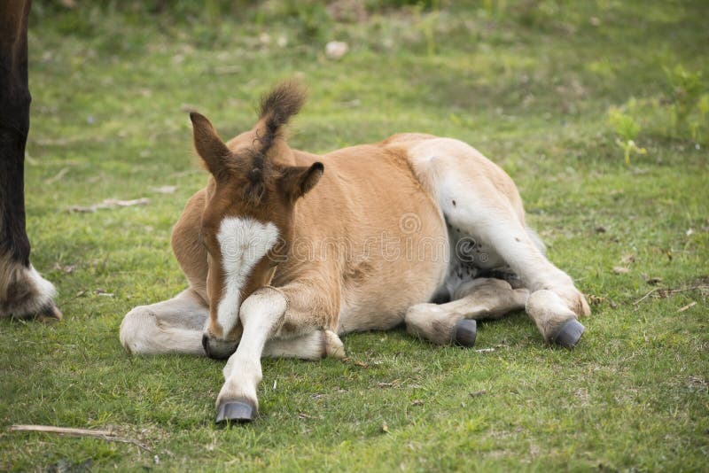 Leuk veulen op het gras stock afbeelding. Image of mooi - 33974569