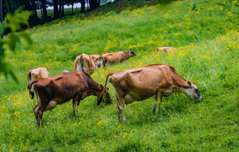 Dairy Cows Grazing on a Hillside in Spring Stock Image - Image of cows ...