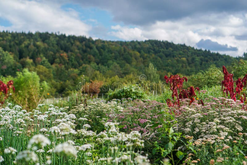 Field of wild flowers stock image. Image of grassy, light - 103417667