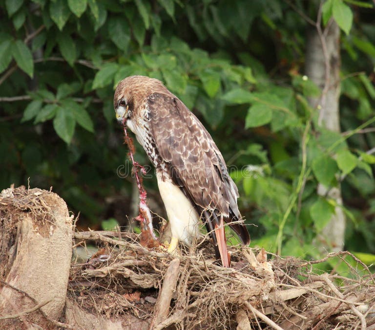 Vermont Red Tailed Hawk stock image. Image of hunting - 18860361