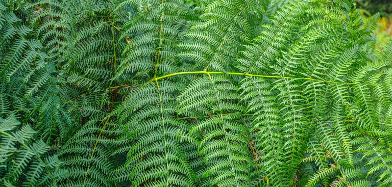 Vern Texture stock photo. Image of vern, wilderness, grown - 53988518