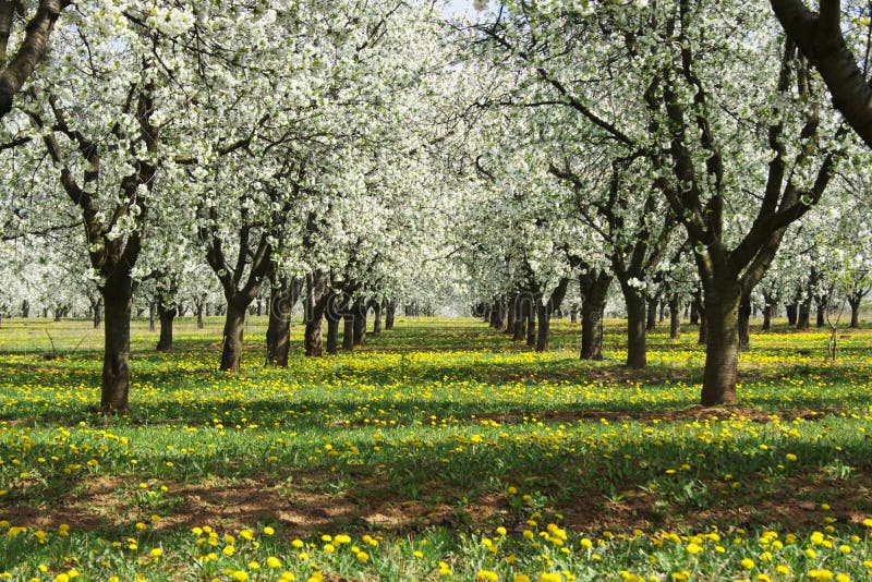 Vernal blooming. stock image. Image of tree, cherry, nature - 13378315