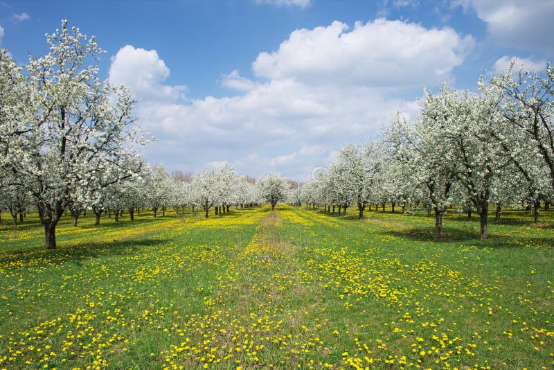 Vernal blooming. stock photo. Image of tree, grass, blue - 13378348