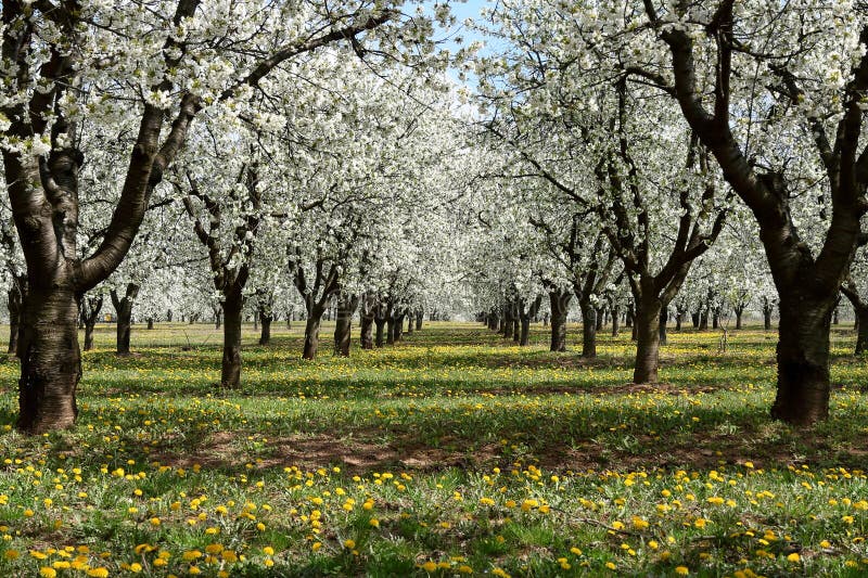 Vernal blooming stock image. Image of flower, white - 320065113