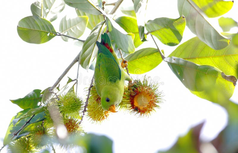 Vernal Hanging Parrot Loriculus Vernalis Stock Photo - Image of ...