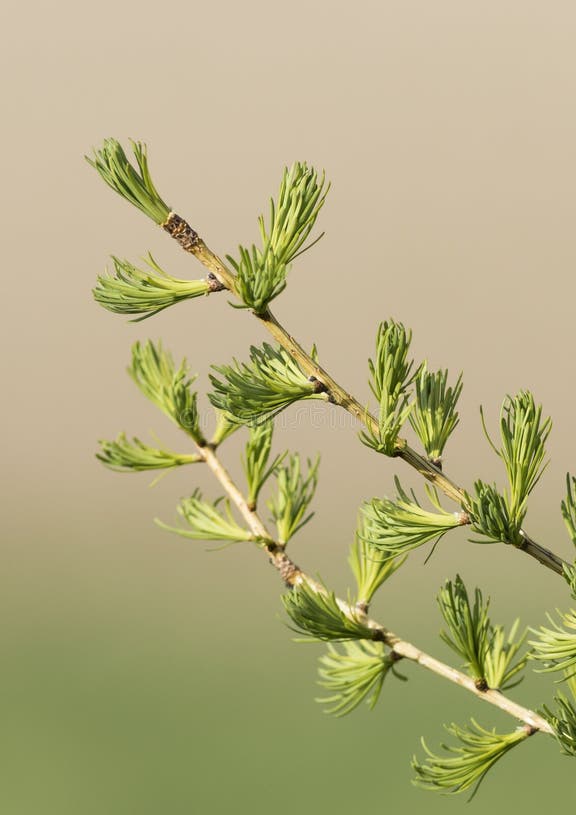 248 Tamarack Larch Tree Stock Photos - Free & Royalty-Free Stock Photos ...