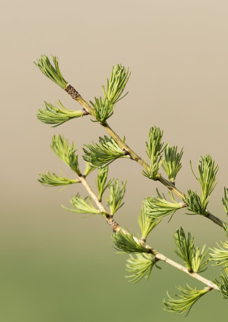 248 Tamarack Larch Tree Stock Photos - Free & Royalty-Free Stock Photos ...