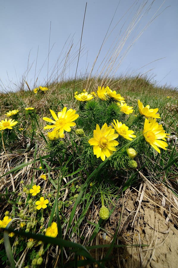 Fleurs De Vernalis D'Adonis Photo stock - Image du pétales, fleuraison ...