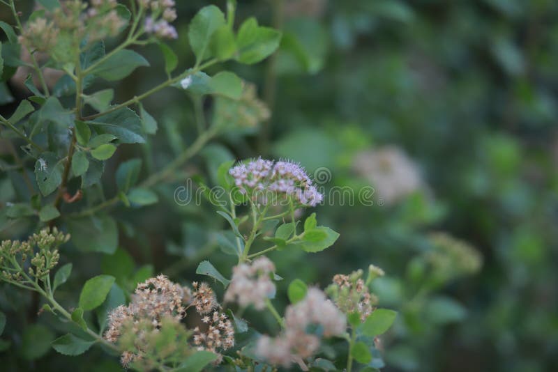 Vernonia Cinerea Plant.Little Ironweed Ayurvedic Medical Plant ...