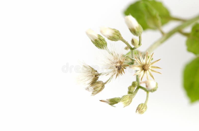 Vernonia Cinerea Plant.Little Ironweed Ayurvedic Medical Plant ...