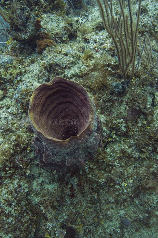 Verongula gigantea stock photo. Image of reef, clear - 50890192
