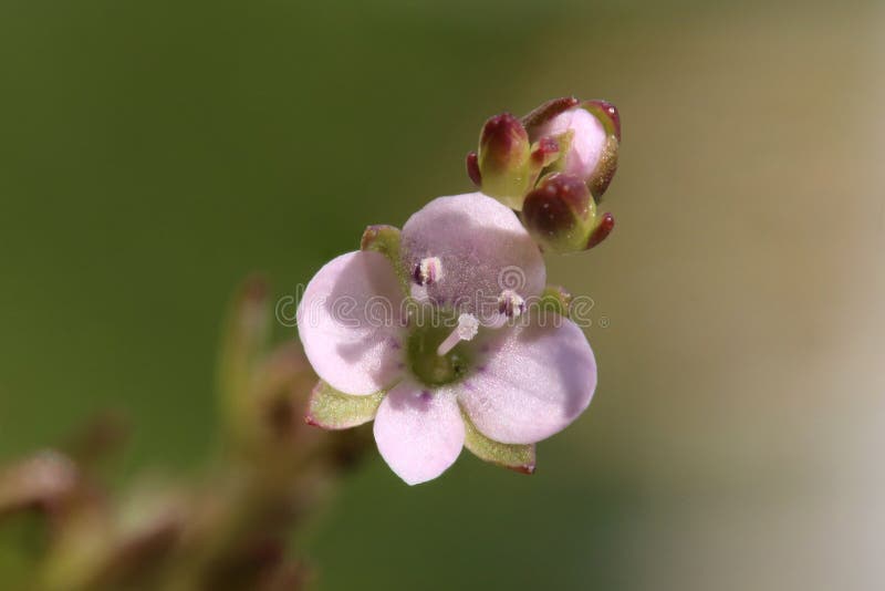 Veronica Beccabunga - Wild Plant Shot in the Spring Stock Image - Image ...
