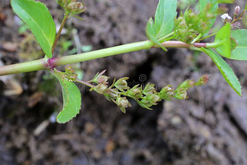 Veronica Beccabunga - Wild Plant Shot in the Spring Stock Image - Image ...