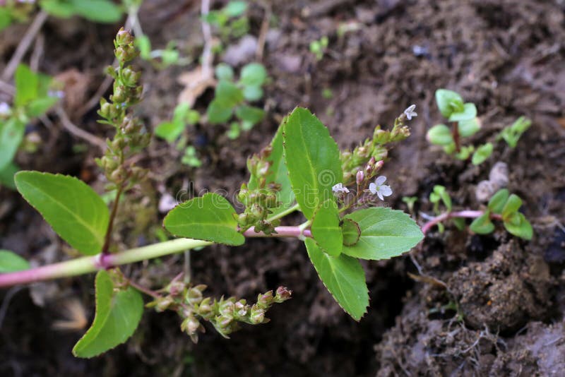 Veronica Beccabunga - Wild Plant Shot in the Spring Stock Photo - Image ...