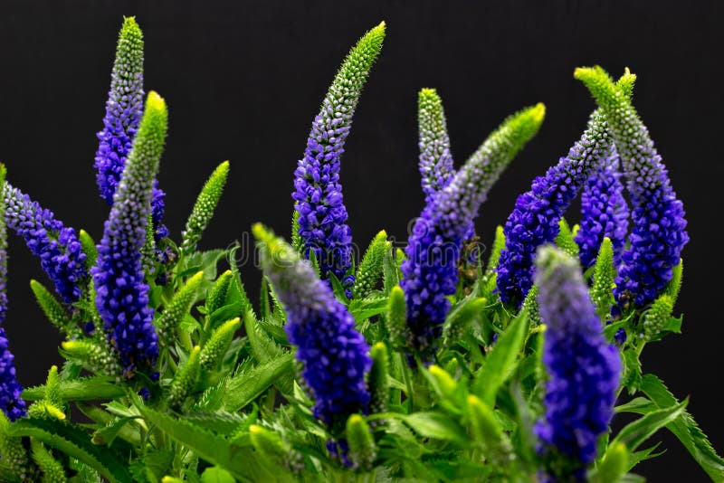 Veronica Blue Flowers on a Dark Background Close Up Stock Image - Image ...