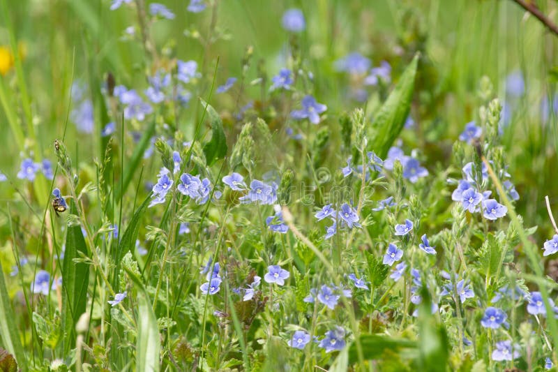 Veronica Chamaedrys Blue Flowers in a Field. Germander Speedwell Wild ...
