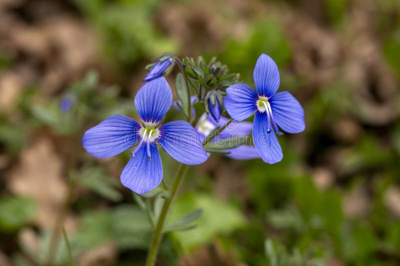Veronica Chamaedrys or Germander Speedwell Blue Flower Stock Image ...