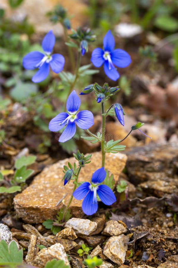 Veronica Chamaedrys or Germander Speedwell Blue Flower Stock Photo ...