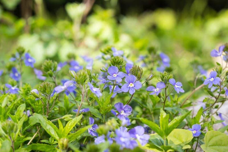 Blue weed stock image. Image of pretty, blossoms, purple - 73642185