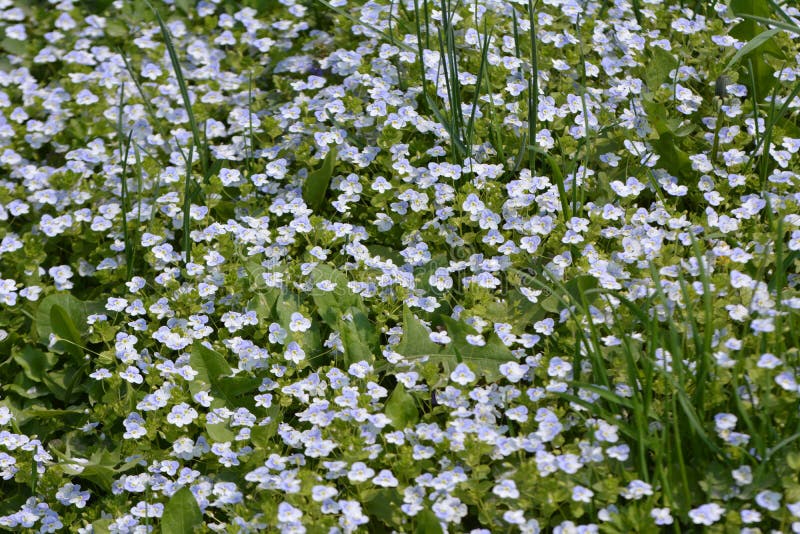 Veronica Filiformis Blooms in the Wild Stock Image - Image of blur ...