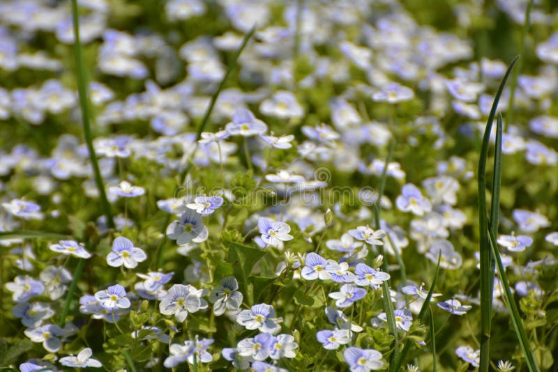 Veronica Filiformis Blooms in the Wild Stock Image - Image of floral ...