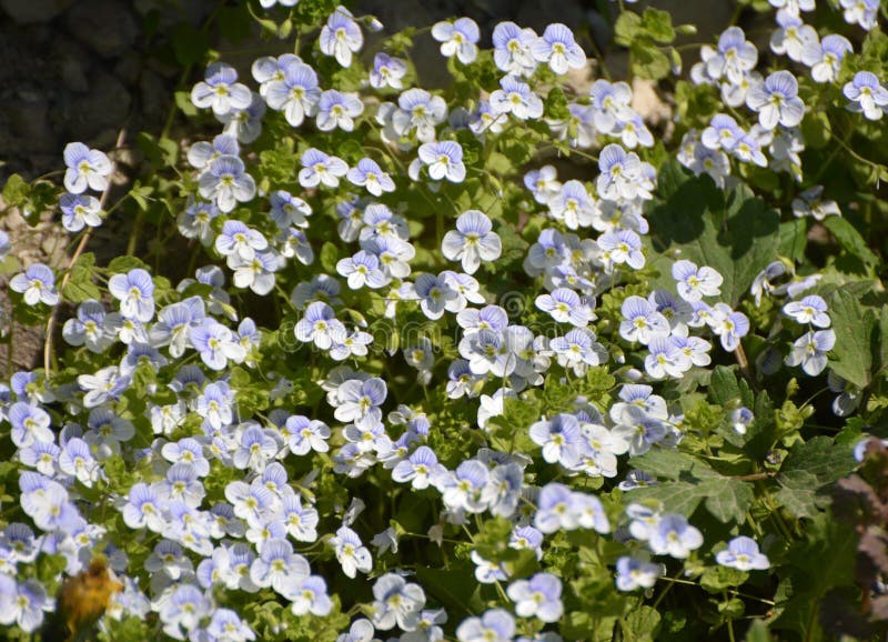 Veronica Filiformis Blooms in the Wild Stock Photo - Image of botanical ...
