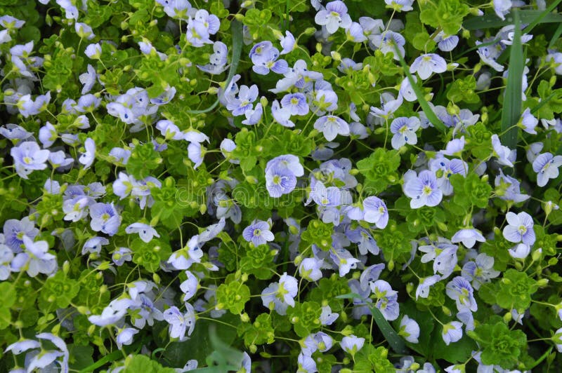 Veronica Filiformis Blooms in the Wild Stock Photo - Image of botany ...