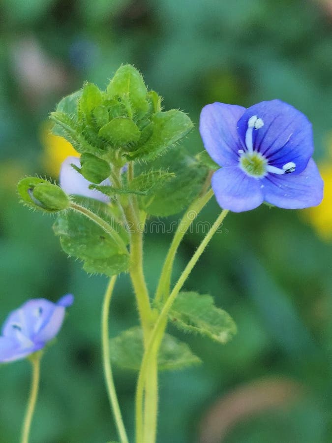 Veronica Filiformis stock image. Image of threadstalk - 246814365