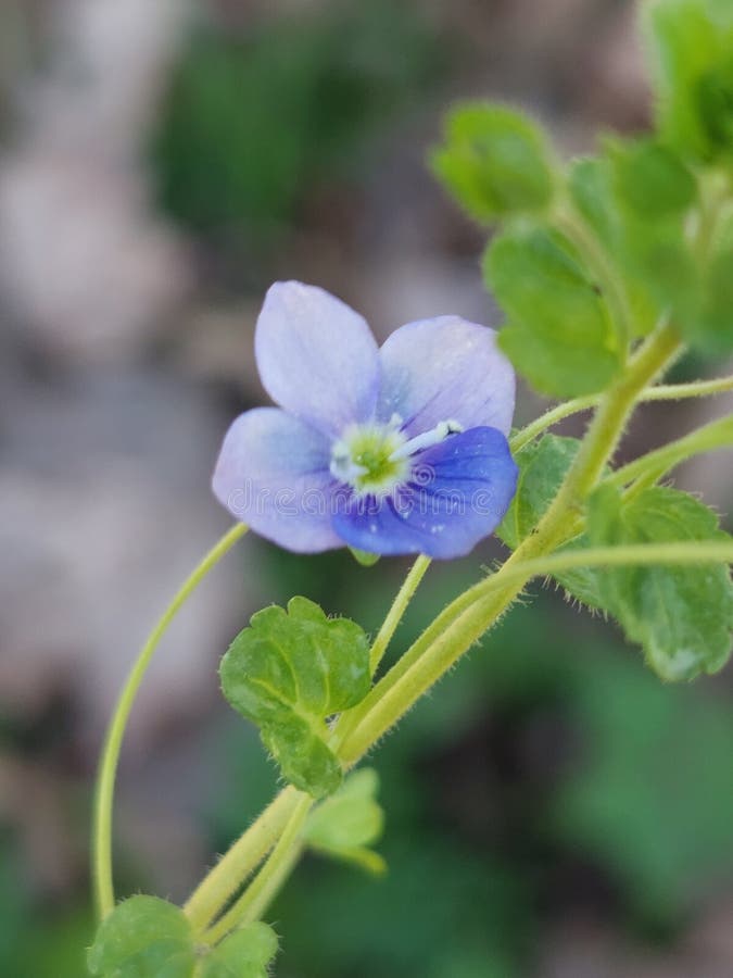 Veronica Filiformis stock image. Image of nature, flowers - 246814369
