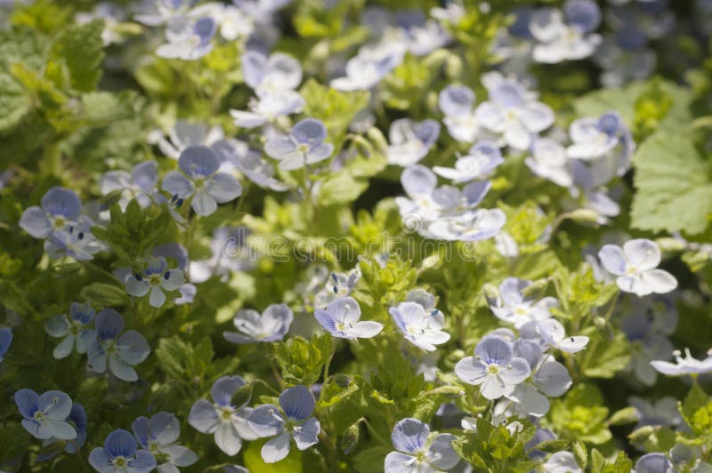 Veronica Filiformis Flowers in Spring, Close-up Stock Image - Image of ...